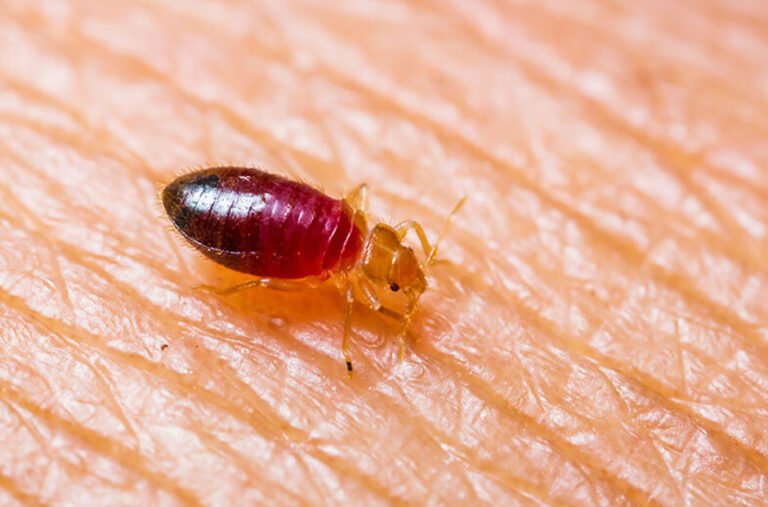Bed Bug Season in Knoxville: What Parents, Students, and Landlords Need ...
